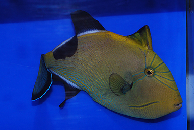 TOP 50 Indian Black Triggerfish - Melichthys indicus